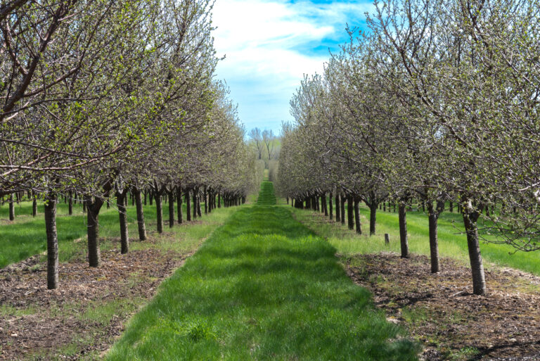 3 Must-Visit Cherry Orchards in Sturgeon Bay - Destination Sturgeon Bay